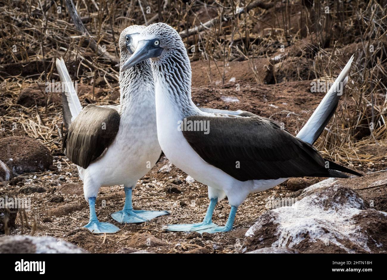 Blue-footed boby birds perform their mating dance, North Seymour ...