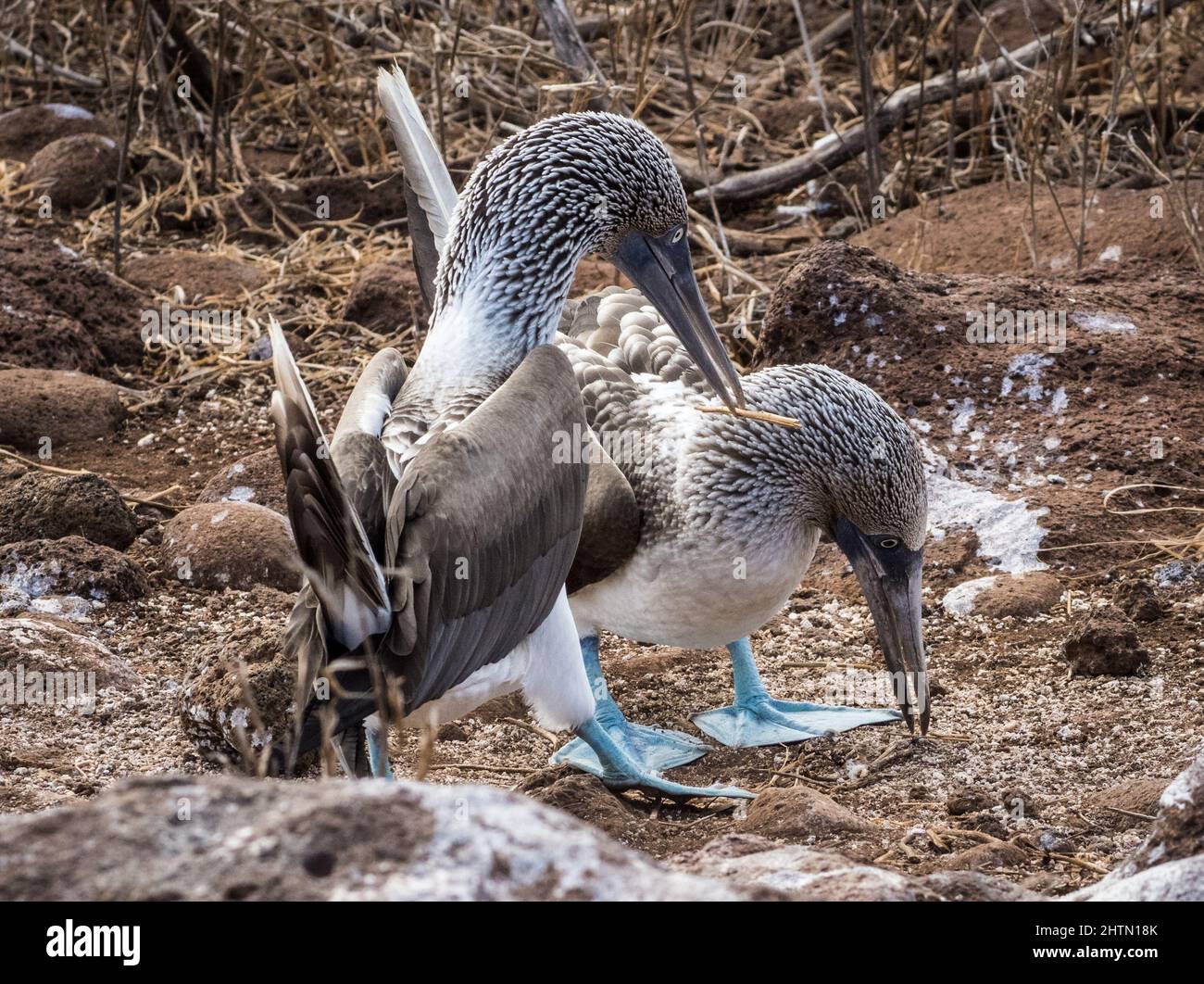 Blue-footed boby birds perform their mating dance, North Seymour ...