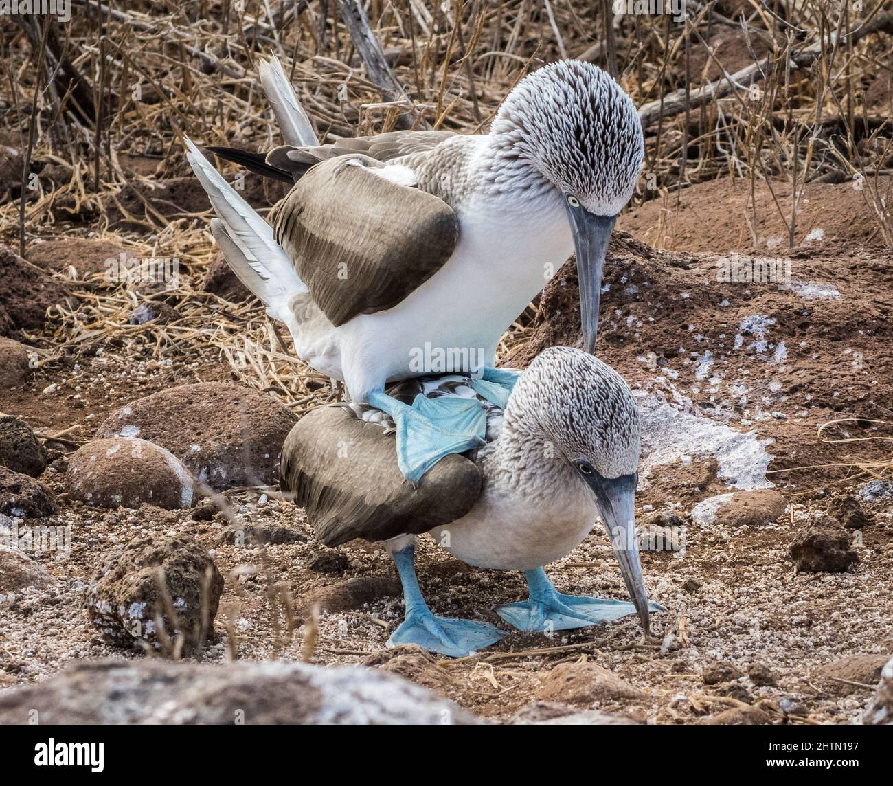 Blue-footed boby birds perform their mating dance, North Seymour ...