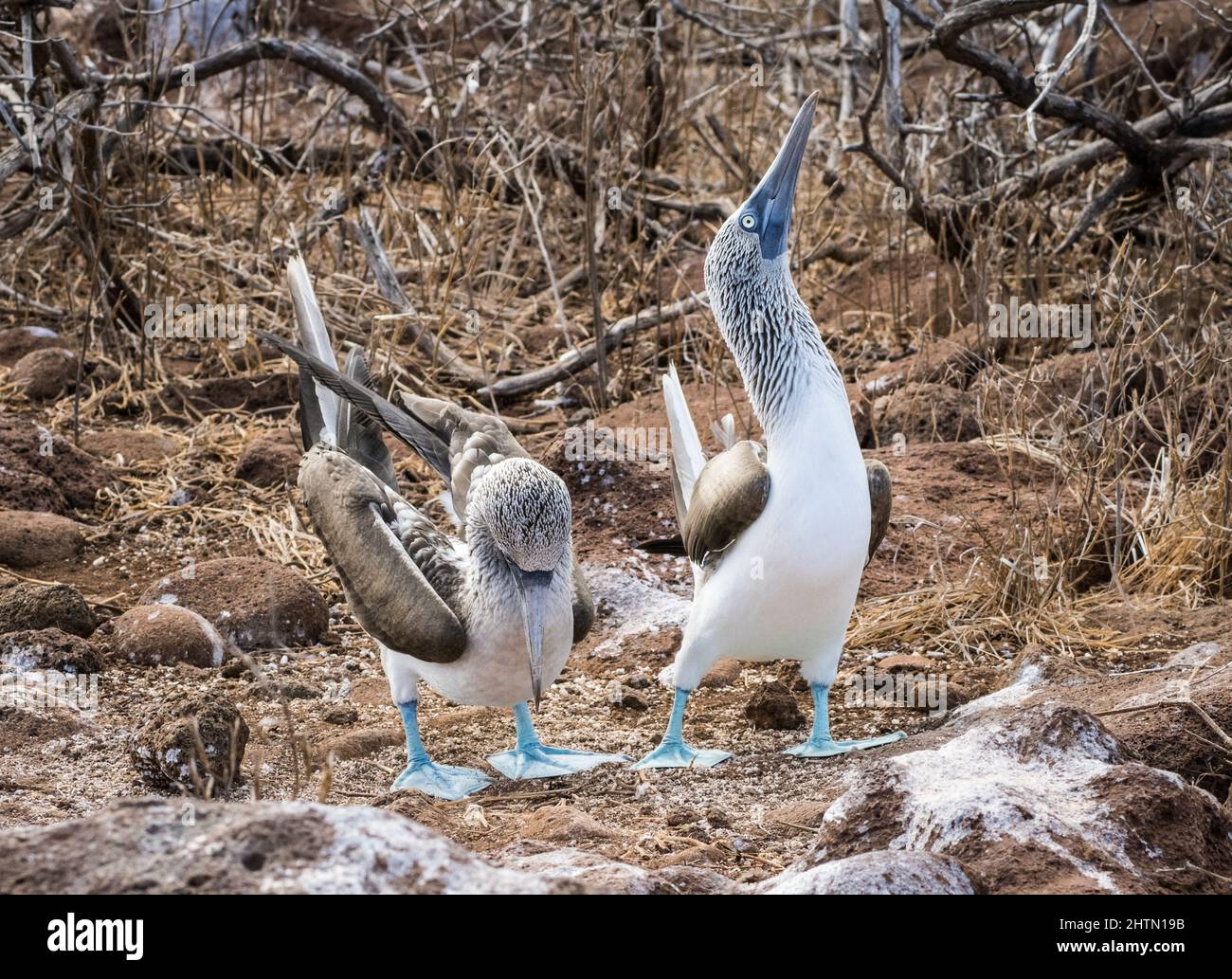 Blue-footed boby birds perform their mating dance, North Seymour ...