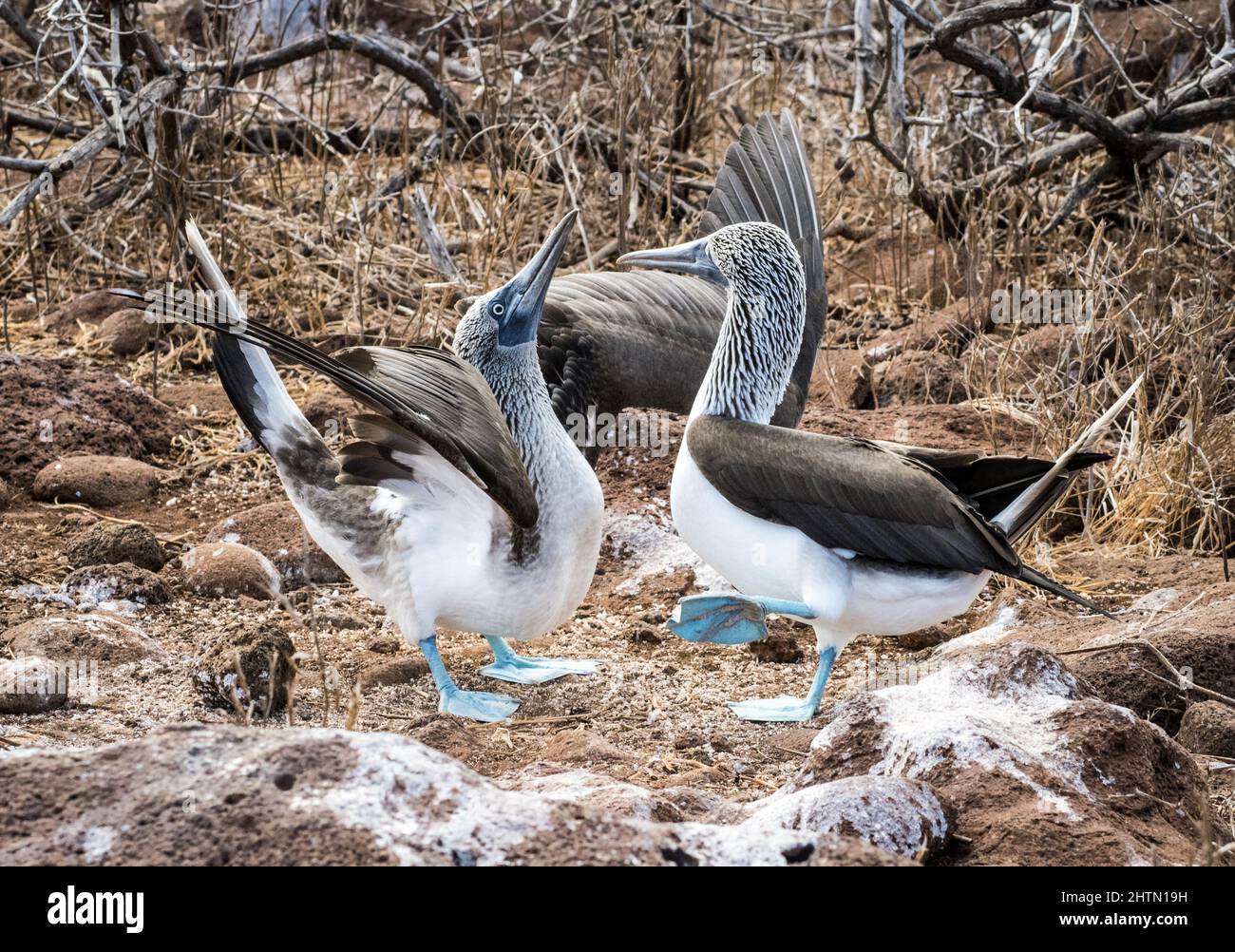Blue-footed boby birds perform their mating dance, North Seymour ...