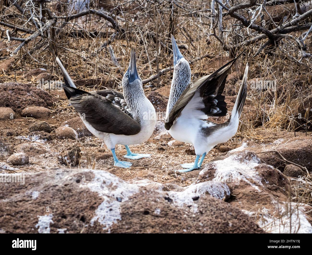 Blue-footed boby birds perform their mating dance, North Seymour ...