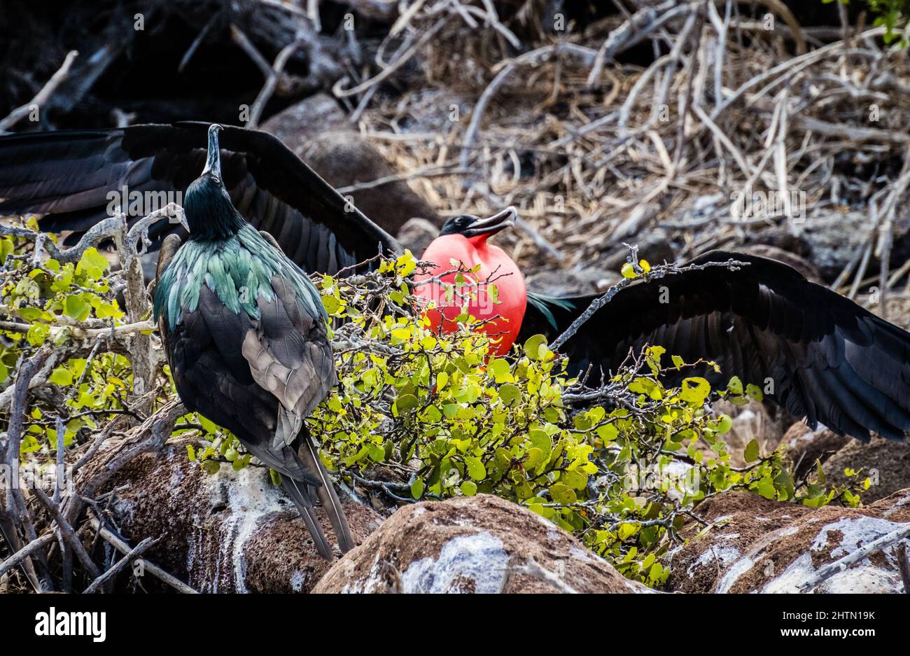 A male frigate bird displays its bright red gular pouch, North Seymour ...