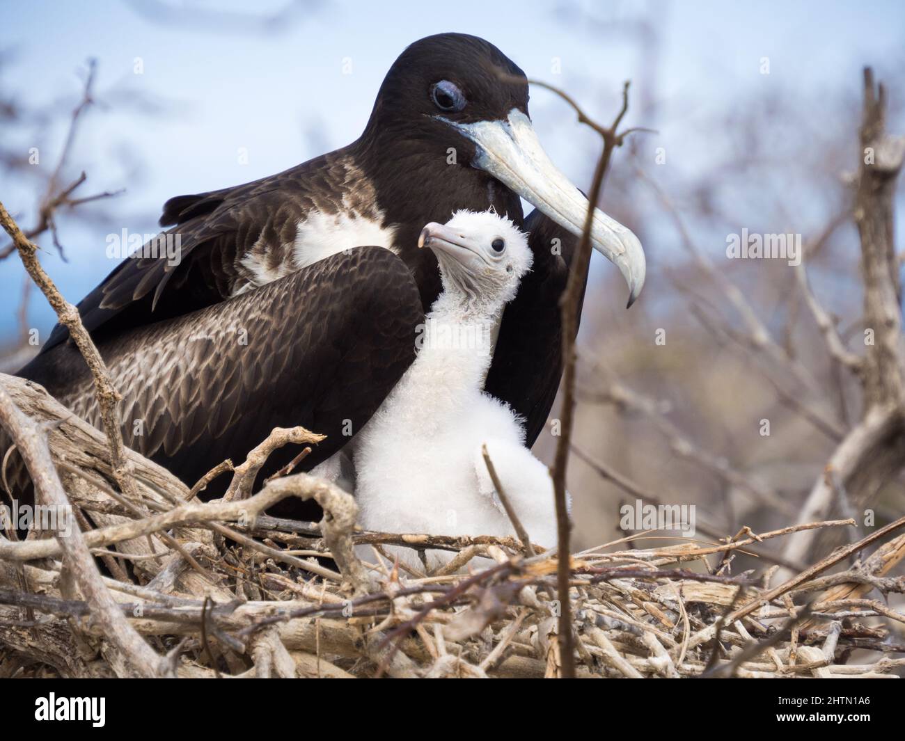 Female Frigate Bird
