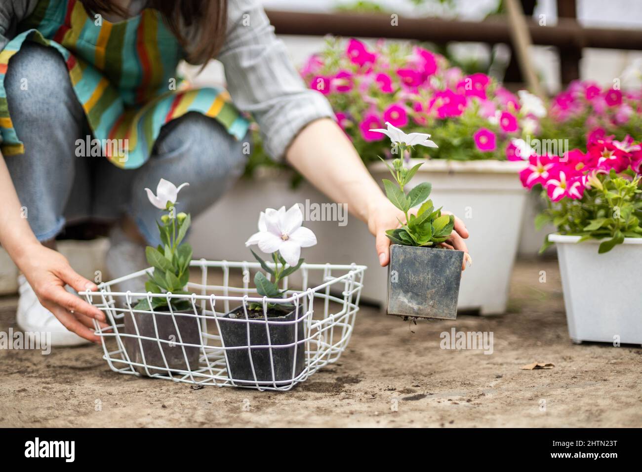 Florist woman cultivated flower plants with petal leaves transplanting ...