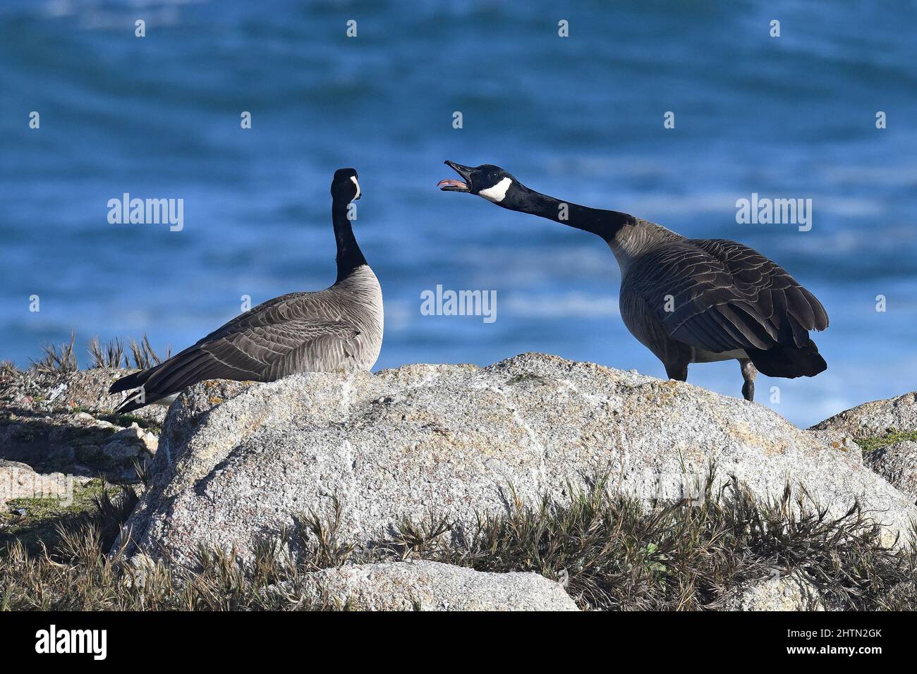 Chases grove hi-res stock photography and images - Alamy