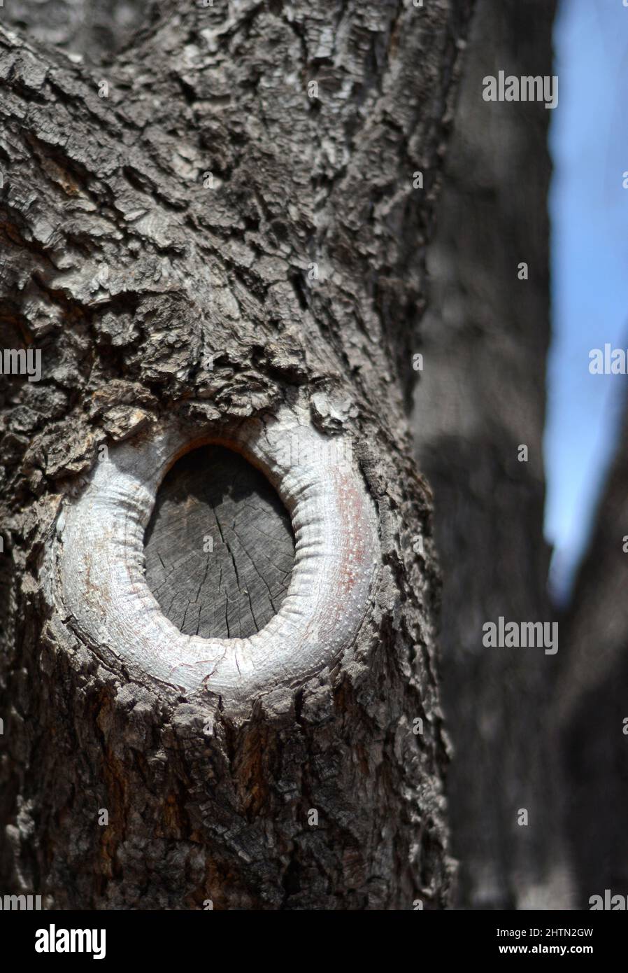 Wound in tree hi-res stock photography and images - Alamy