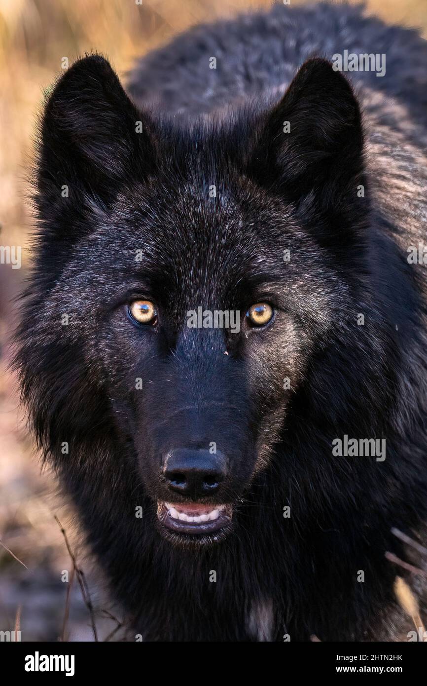 Black Timber Wolf Face
