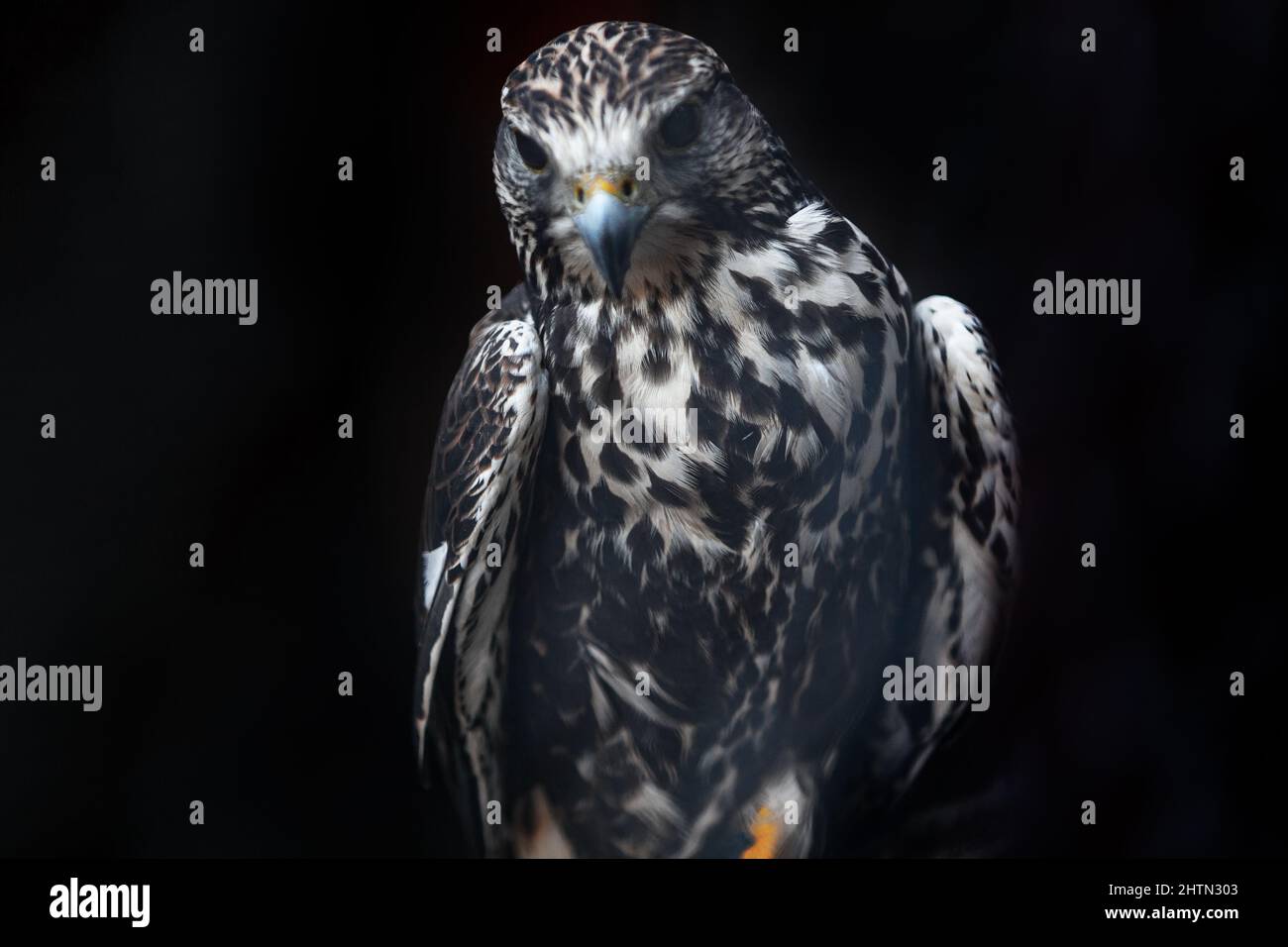 Hawk Portrait at black background . Pied Goshawk Stock Photo - Alamy