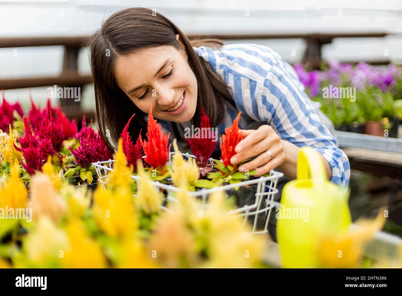 Happy gardener female smiling touching cultivated plants flowers in box ...
