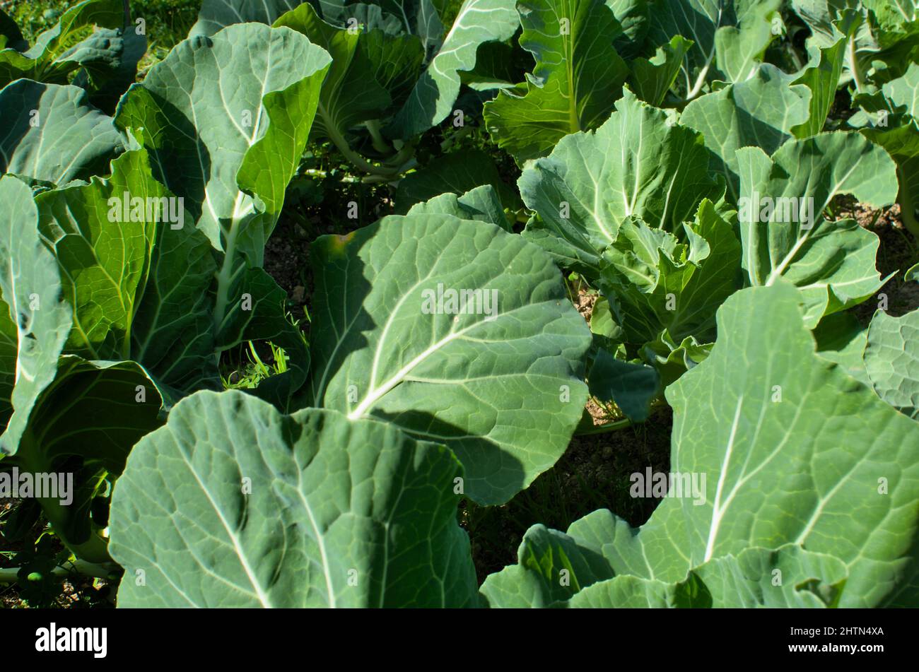 Green Broccoli Leaves. Farming Vegetables Stock Photo - Alamy