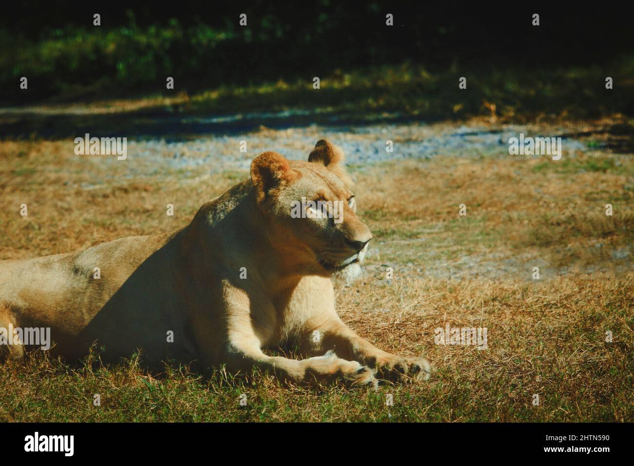 Lion looking forward hi-res stock photography and images - Alamy