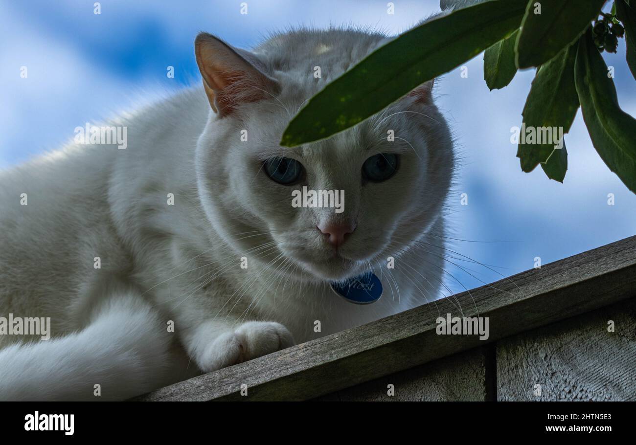Suburban cat hi-res stock photography and images - Alamy