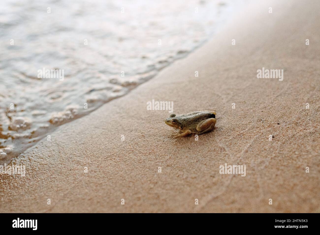 Canada, Yukon, Whitehorse, Frog on sand near water Stock Photo - Alamy
