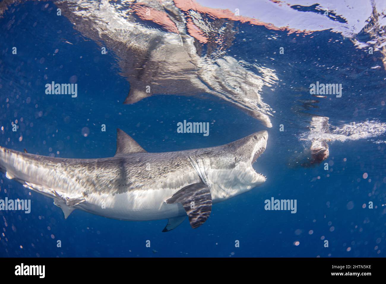 Mexico, Guadalupe Island, Great white shark in sea Stock Photo - Alamy