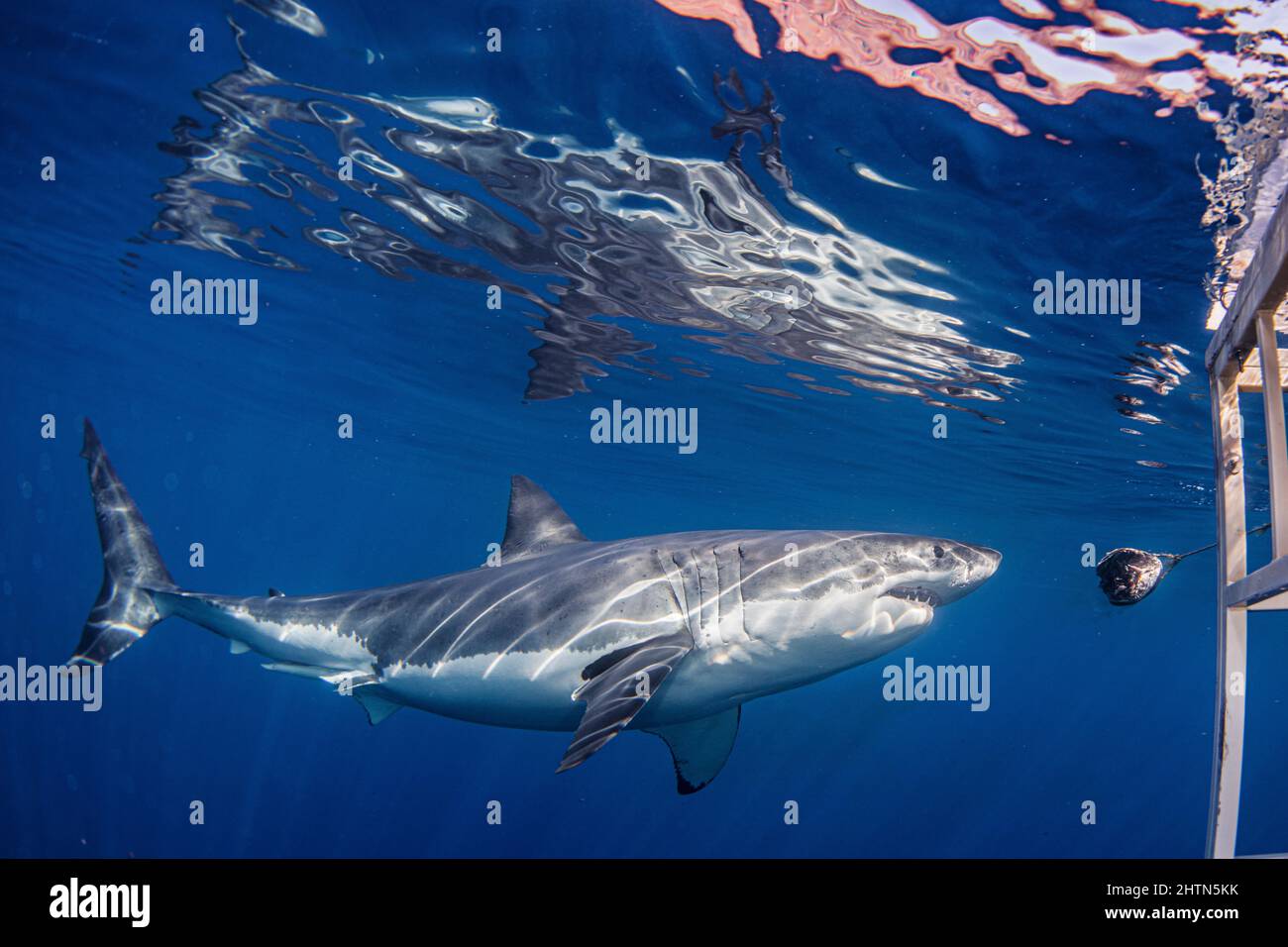 Mexico, Guadalupe Island, Great white shark in sea Stock Photo - Alamy