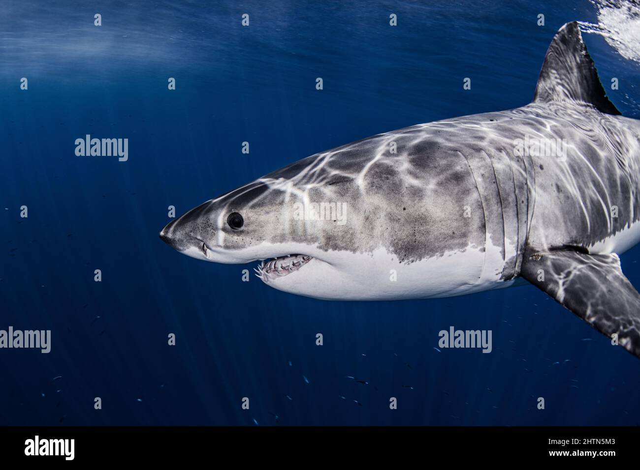 Mexico, Guadalupe Island, Great white shark in sea Stock Photo - Alamy