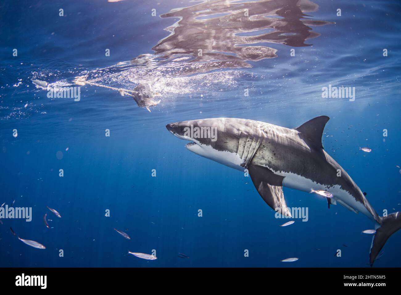 Mexico, Guadalupe Island, Great white shark in sea Stock Photo - Alamy