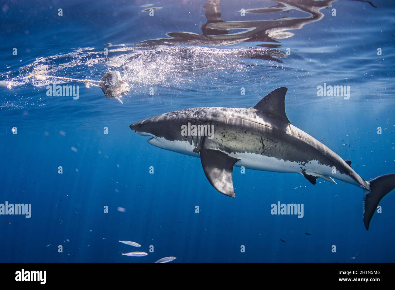 Mexico, Guadalupe Island, Great white shark in sea Stock Photo - Alamy