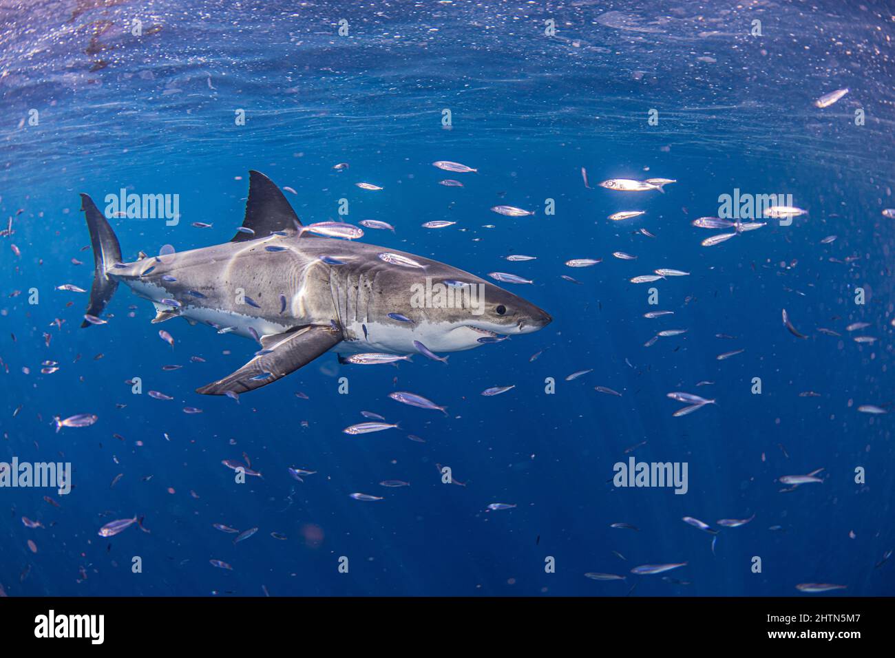 Mexico, Guadalupe Island, Great white shark and fish in sea Stock Photo ...