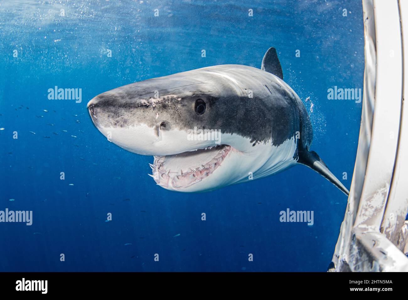 Mexico, Guadalupe Island, Great white shark in sea Stock Photo - Alamy