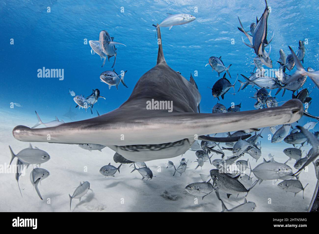 Bahamas, Hammerhead shark and school of fish swimming in sea Stock ...