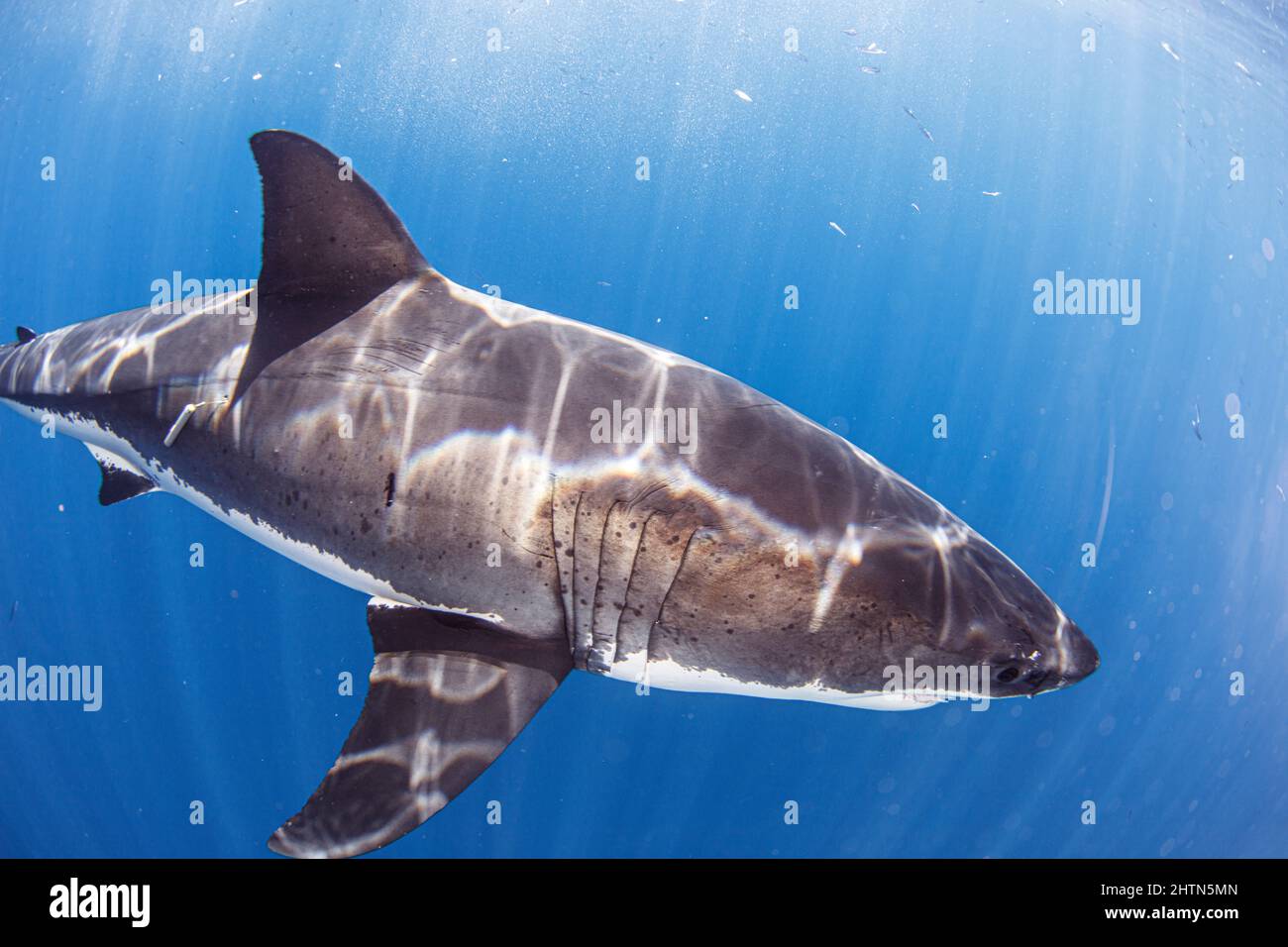Mexico, Guadalupe Island, Great white shark in sea Stock Photo - Alamy