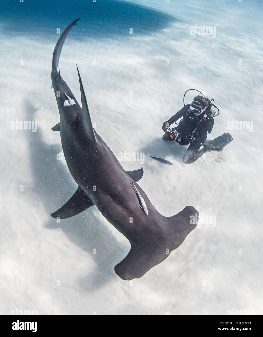 Bahamas, Bimini, Diver photographing hammerhead shark swimming in sea ...