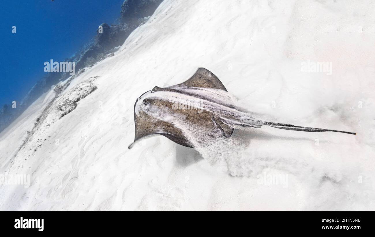 Bahamas, Bimini, Stingray swimming in sea Stock Photo - Alamy