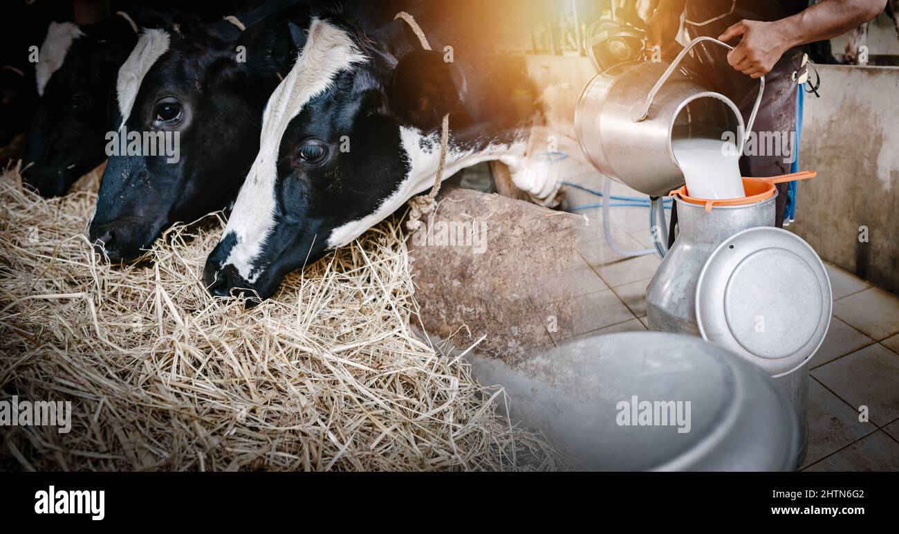 Dairy Cattle and Farming Industry Concept, Farmer Pouring Raw Milk into ...