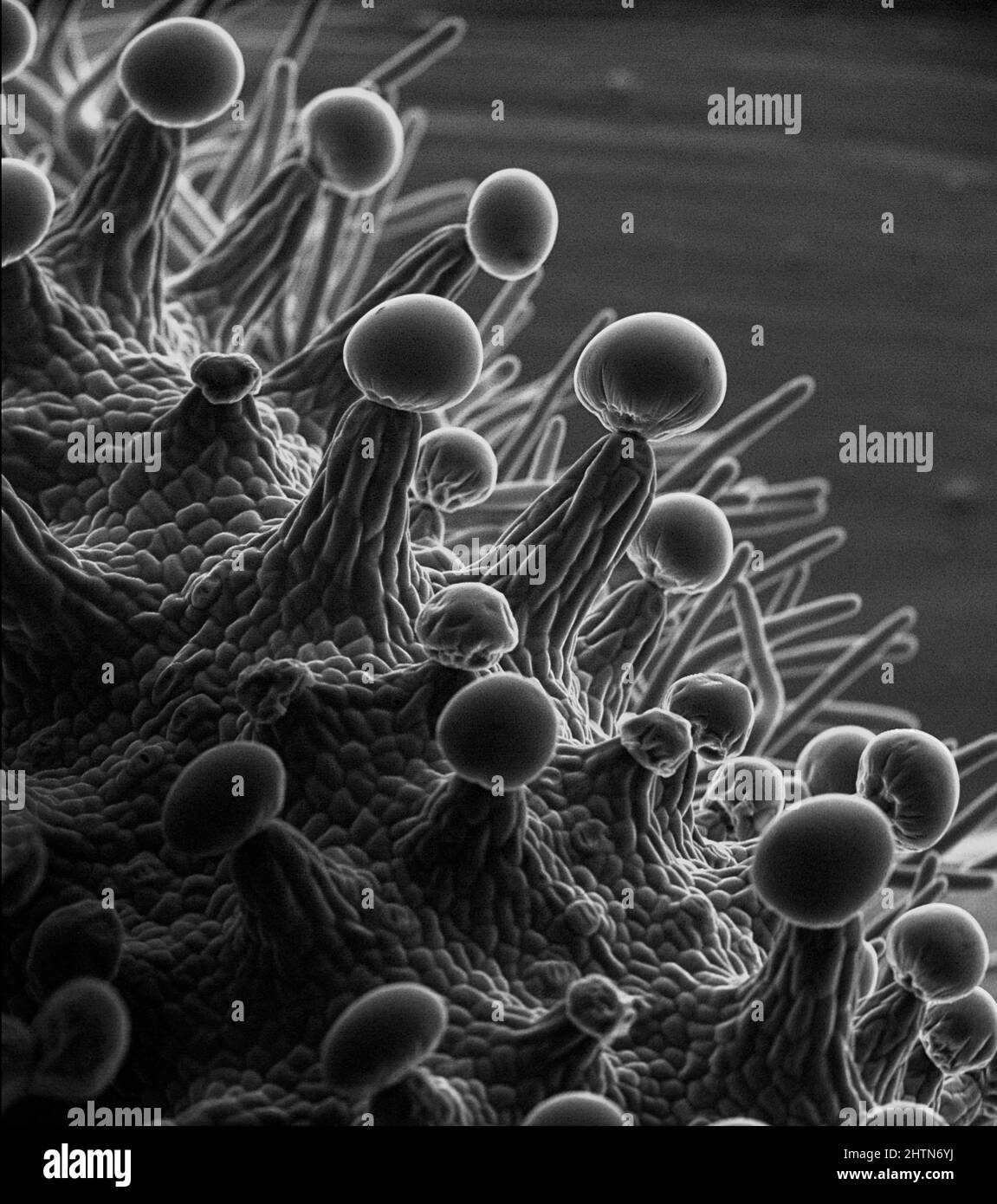 Cannabis flower, SEM Stock Photo - Alamy