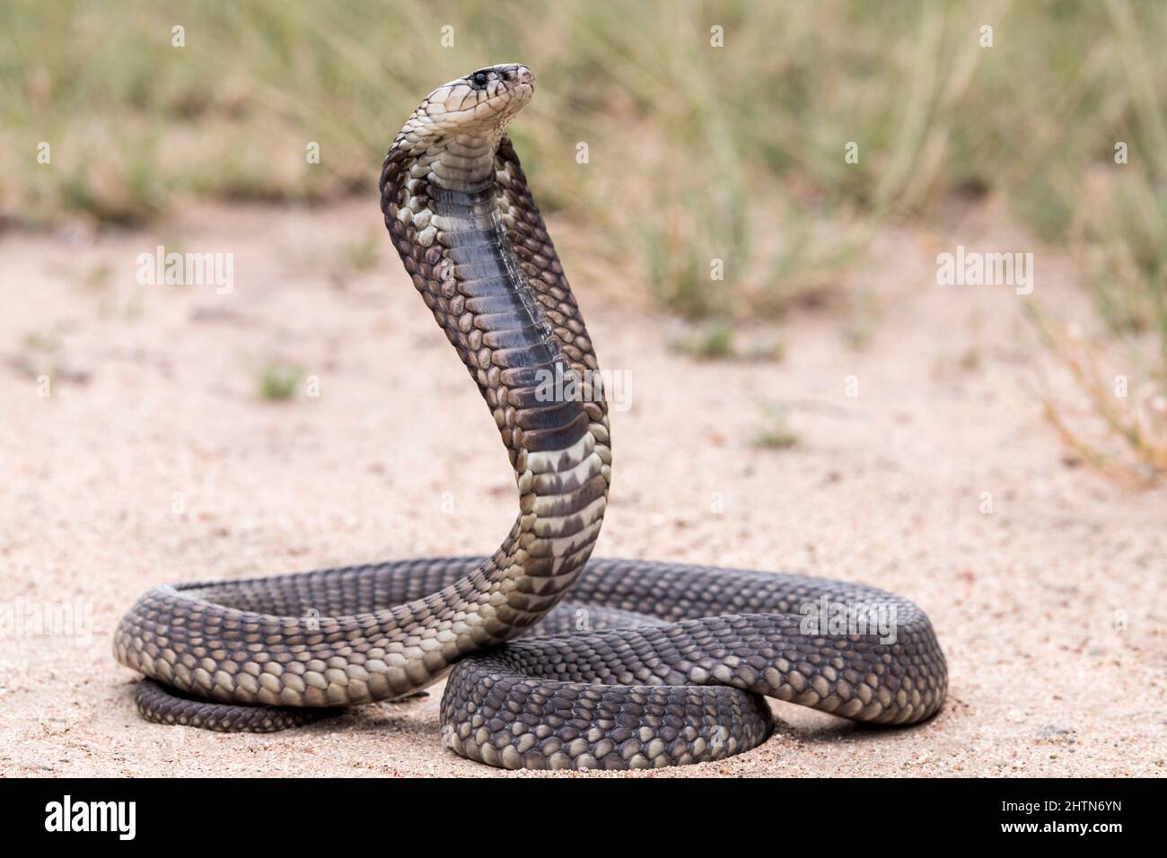 Snouted cobra with hood expanded in threat pose Stock Photo - Alamy