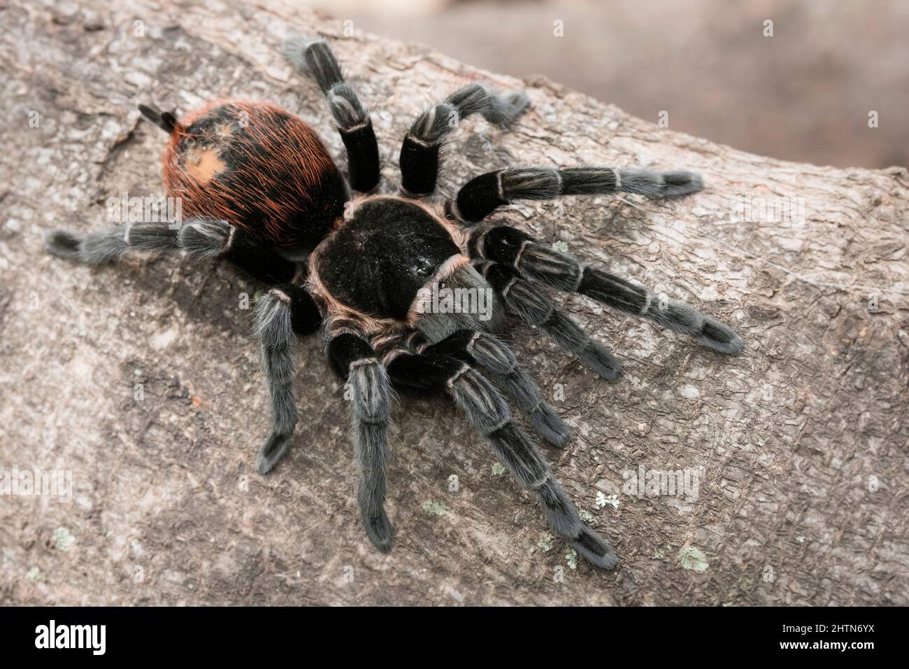 Red rump tarantula Stock Photo - Alamy