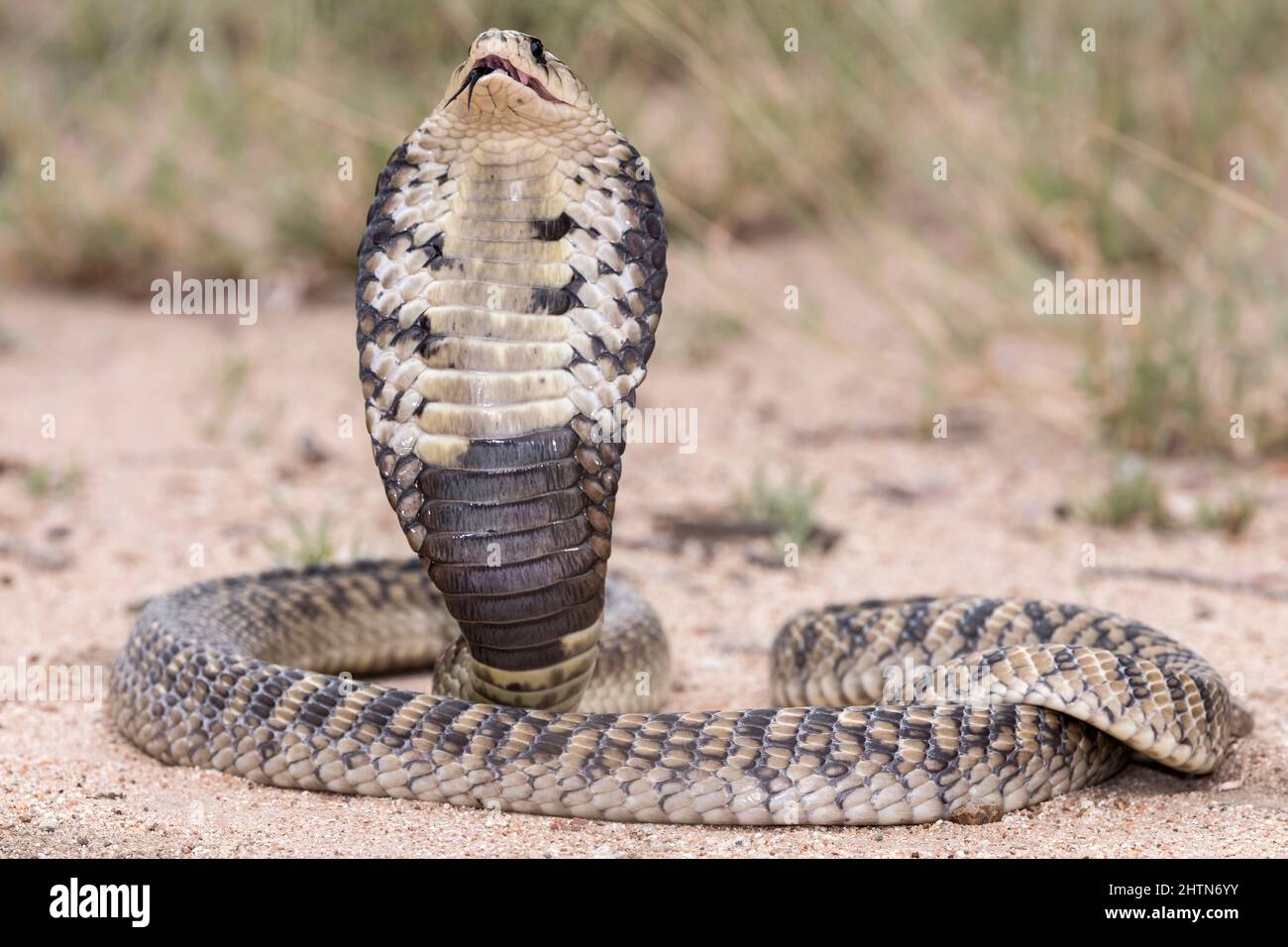 Snouted cobra with hood expanded in threat pose Stock Photo - Alamy
