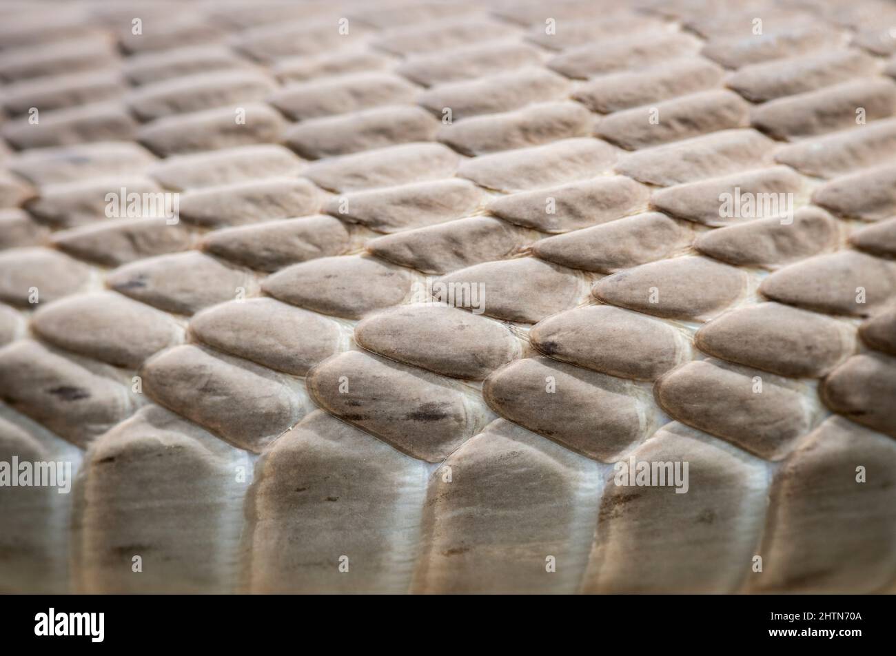 Black mamba scales Stock Photo - Alamy