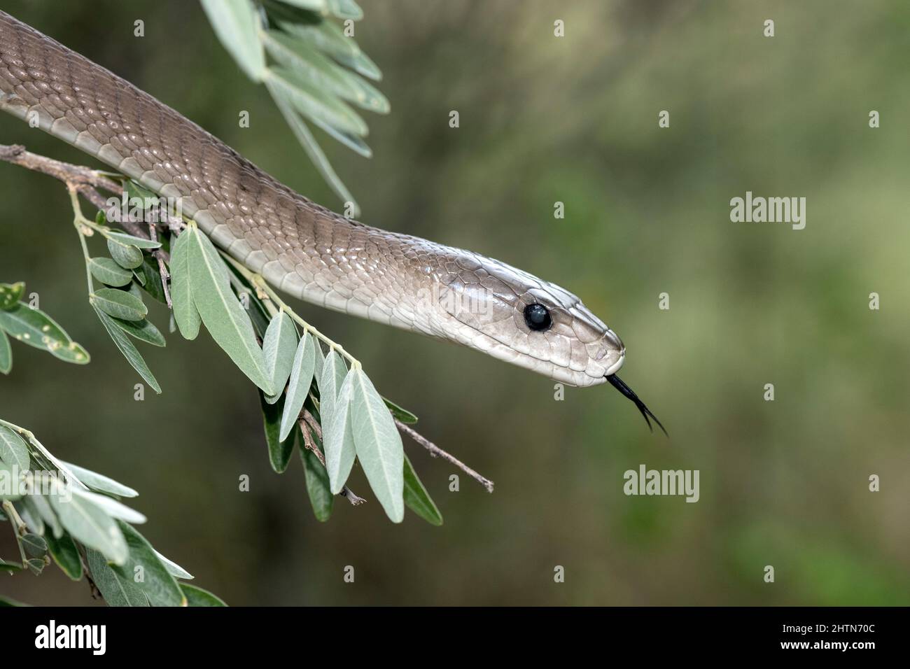 Black mamba with protruding tongue Stock Photo - Alamy