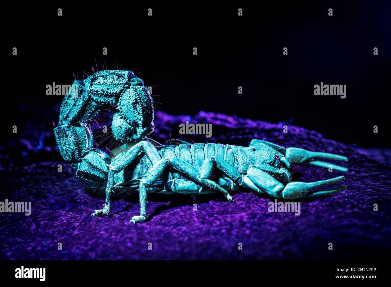 Transvaal thick-tailed scorpion under UV light Stock Photo - Alamy
