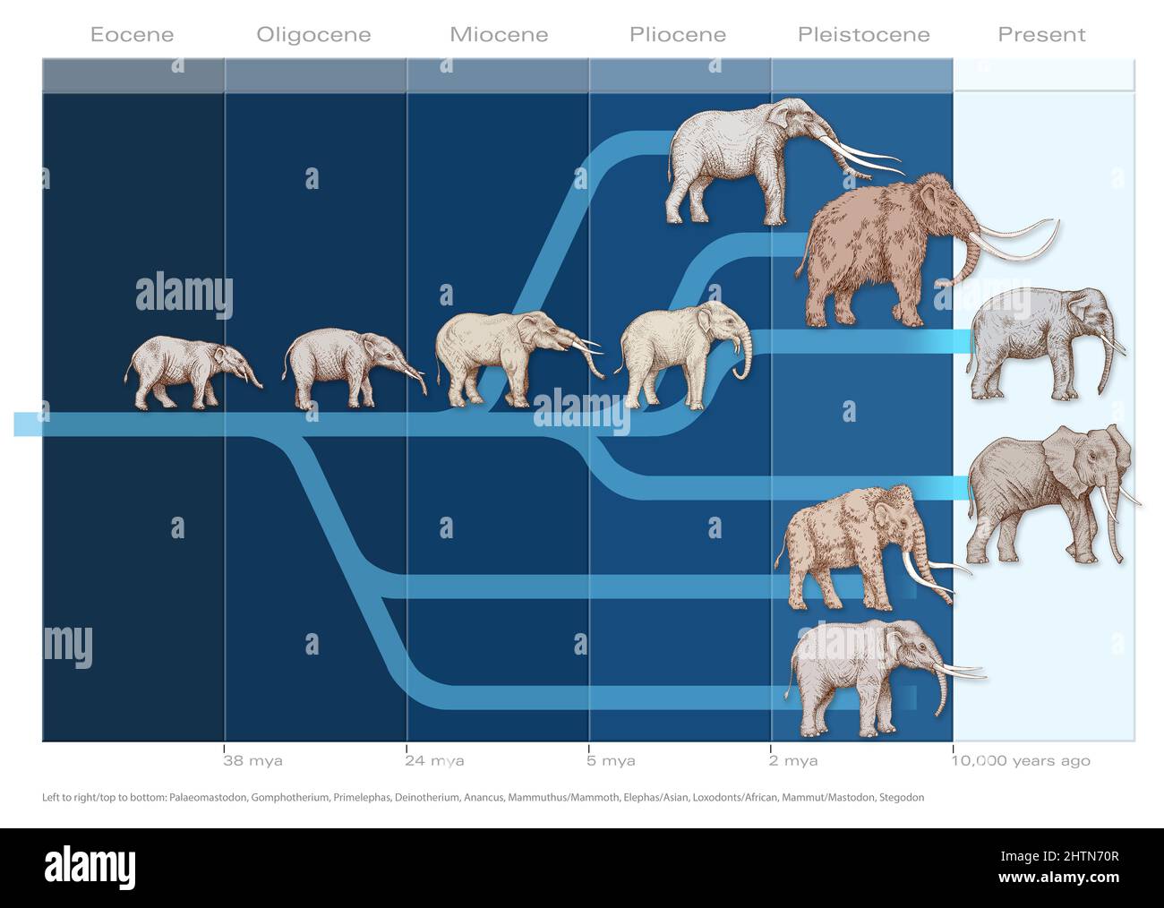 Elephant evolution, illustration Stock Photo - Alamy