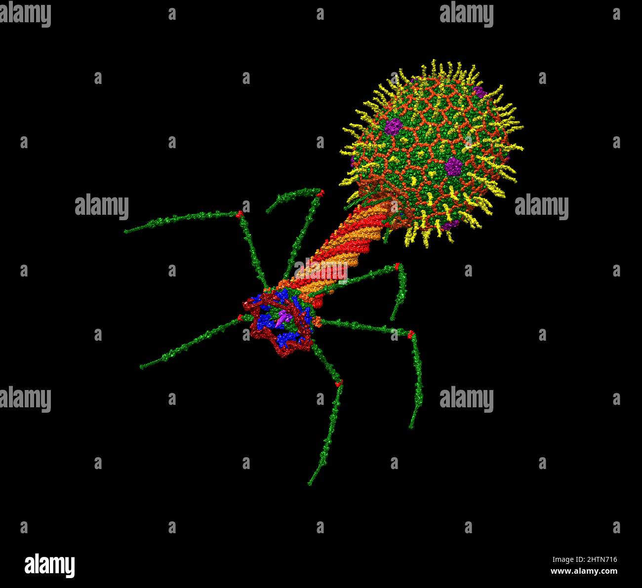 T2 bacteriophage, computer model Stock Photo - Alamy