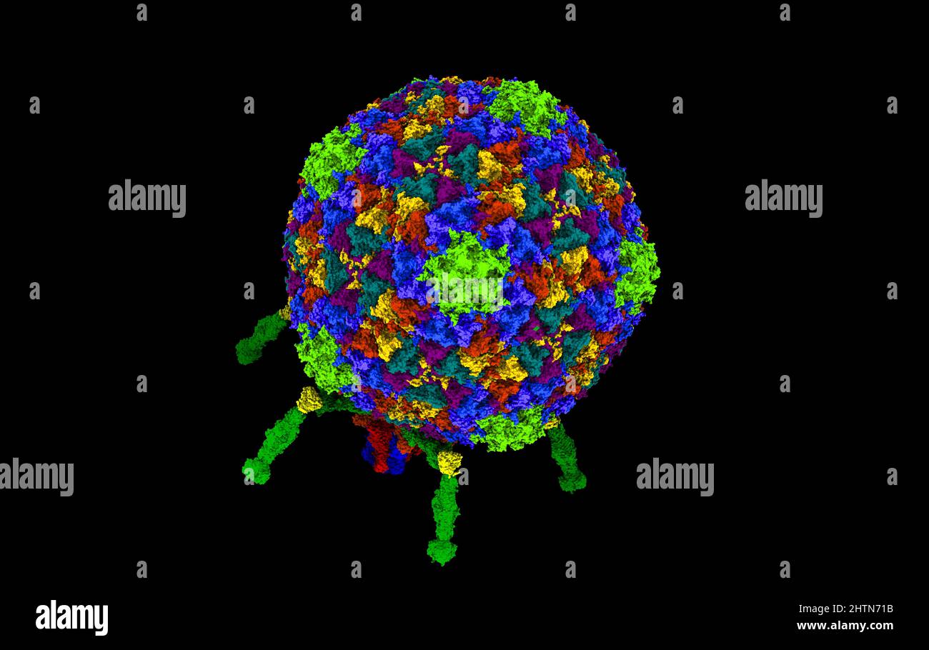 T7 bacteriophage, computer model Stock Photo - Alamy