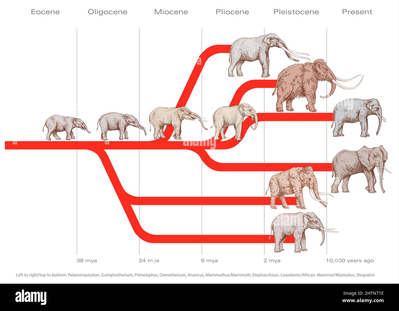 Elephant evolution, illustration Stock Photo - Alamy