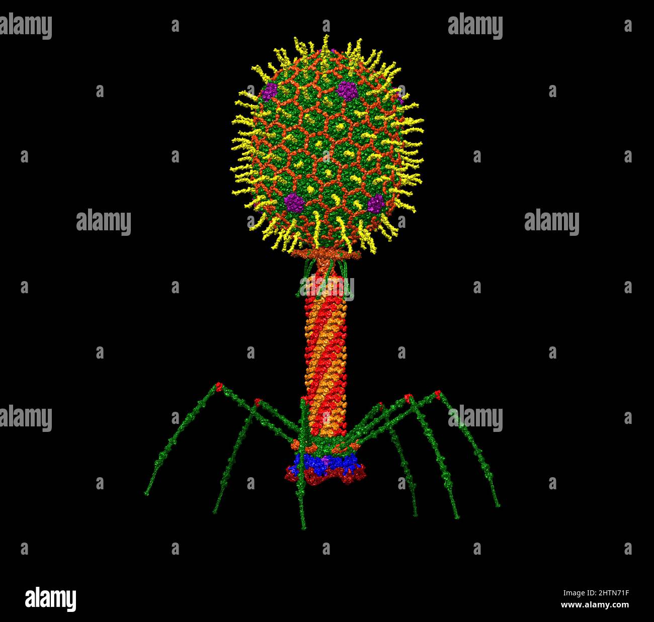 T2 bacteriophage, computer model Stock Photo - Alamy