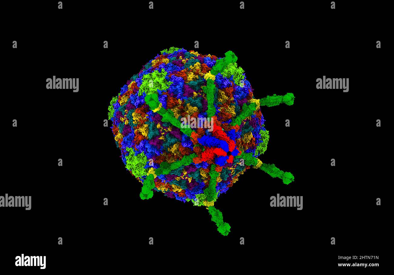 T7 bacteriophage, computer model Stock Photo - Alamy