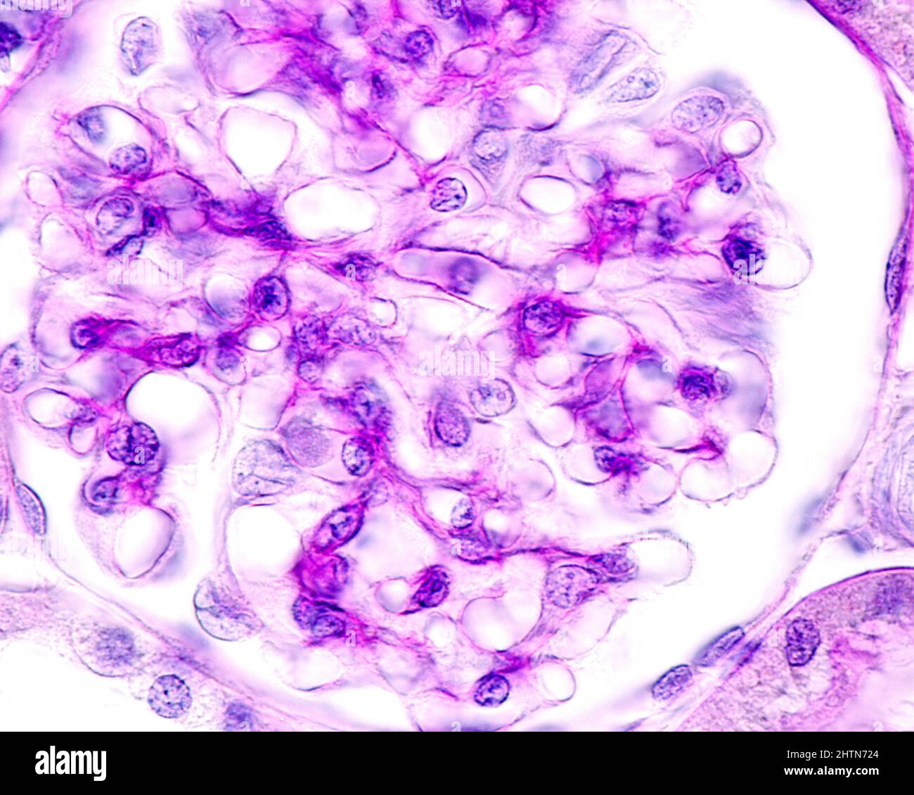 Kidney glomerulus, light micrograph Stock Photo - Alamy