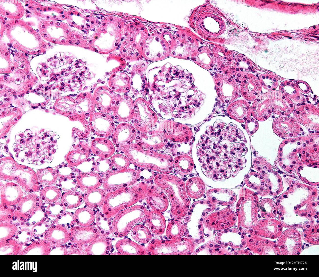 Medullary rays in kidney cortex, light micrograph Stock Photo - Alamy