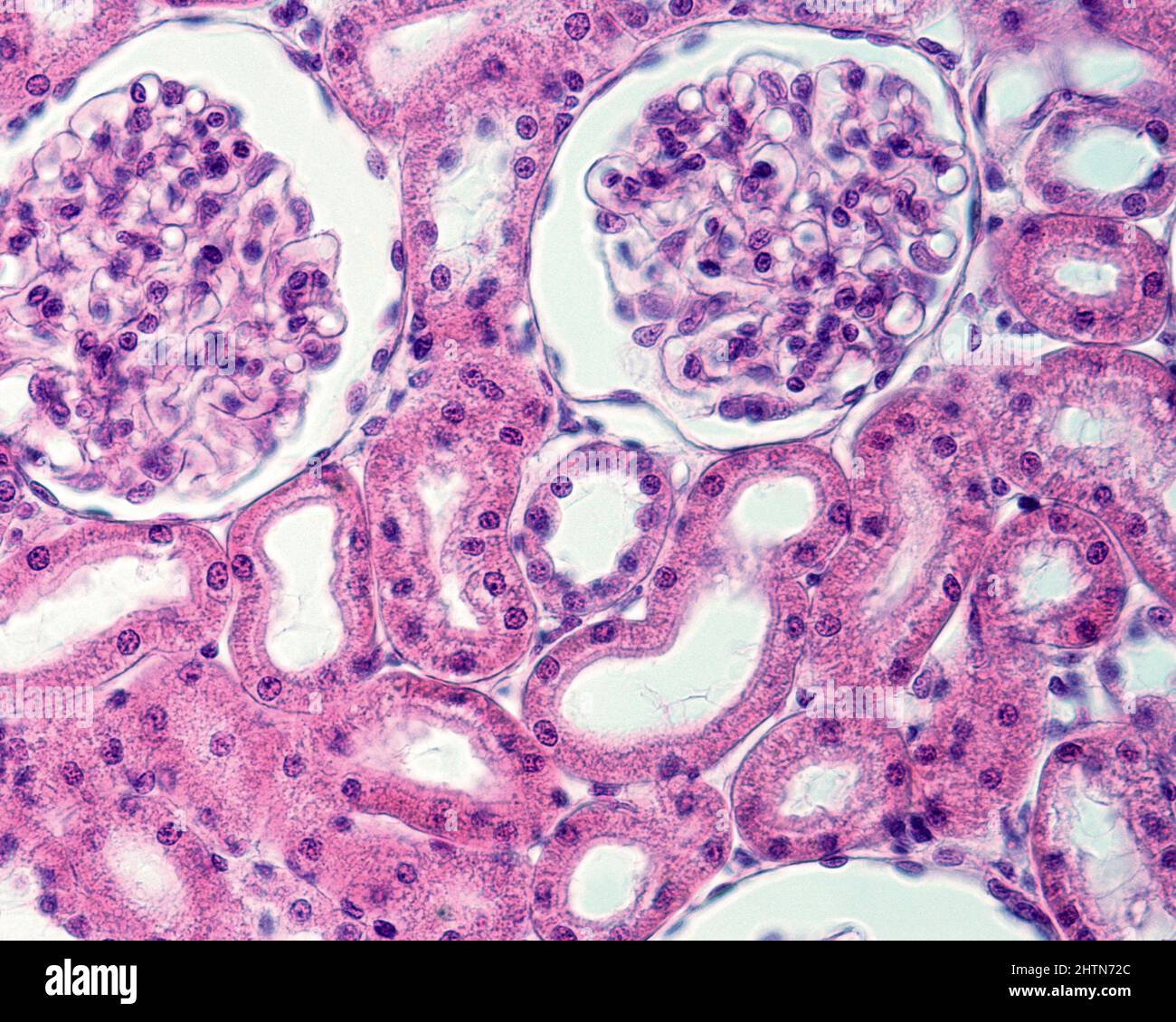 Kidney parenchyma, light micrograph Stock Photo - Alamy