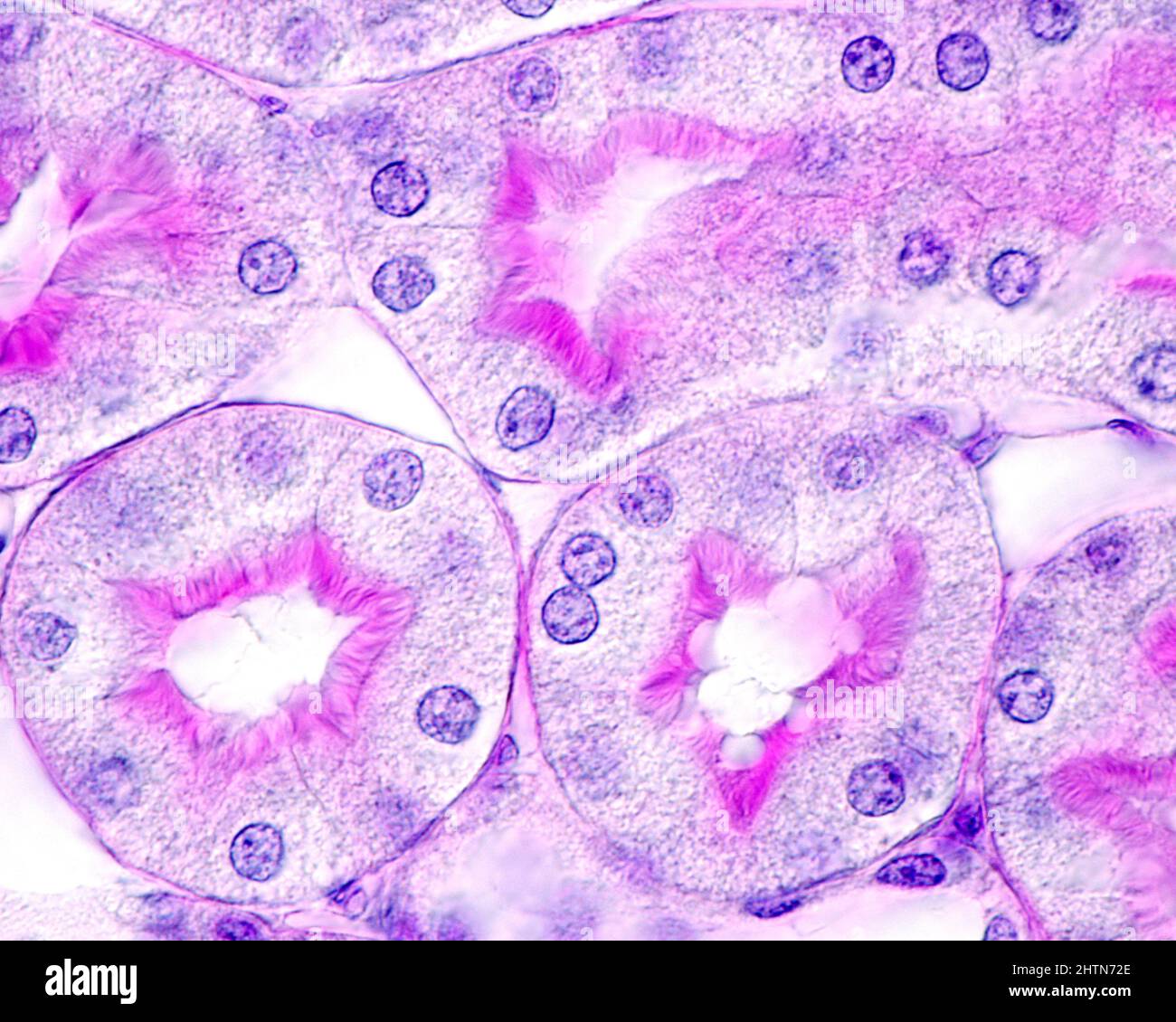 Kidney proximal convoluted tubule, light micrograph Stock Photo - Alamy