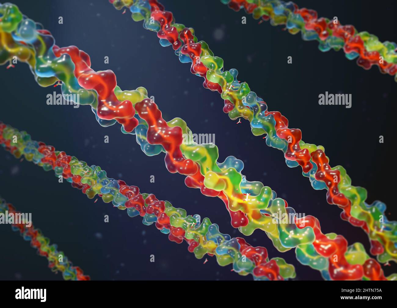 Collagen triple helix molecules, illustration Stock Photo - Alamy