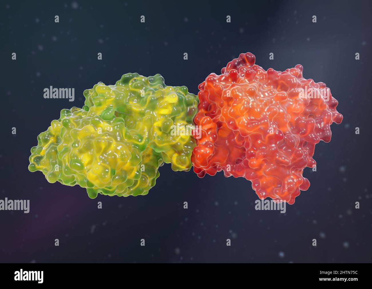 Acetylcholinesterase enzyme, illustration Stock Photo - Alamy