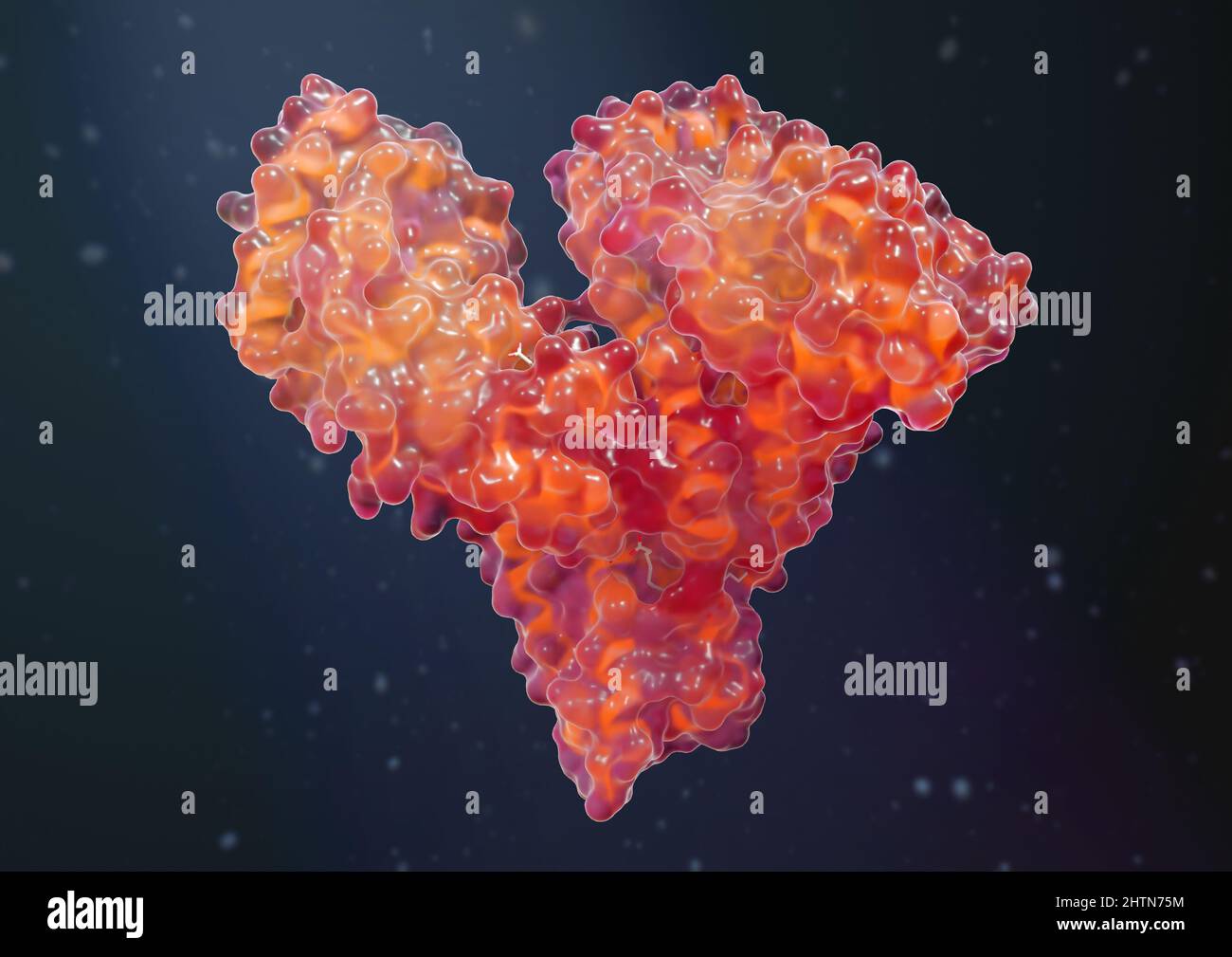 Human serum albumin protein, illustration Stock Photo - Alamy
